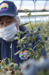Productores - Berries Paradise