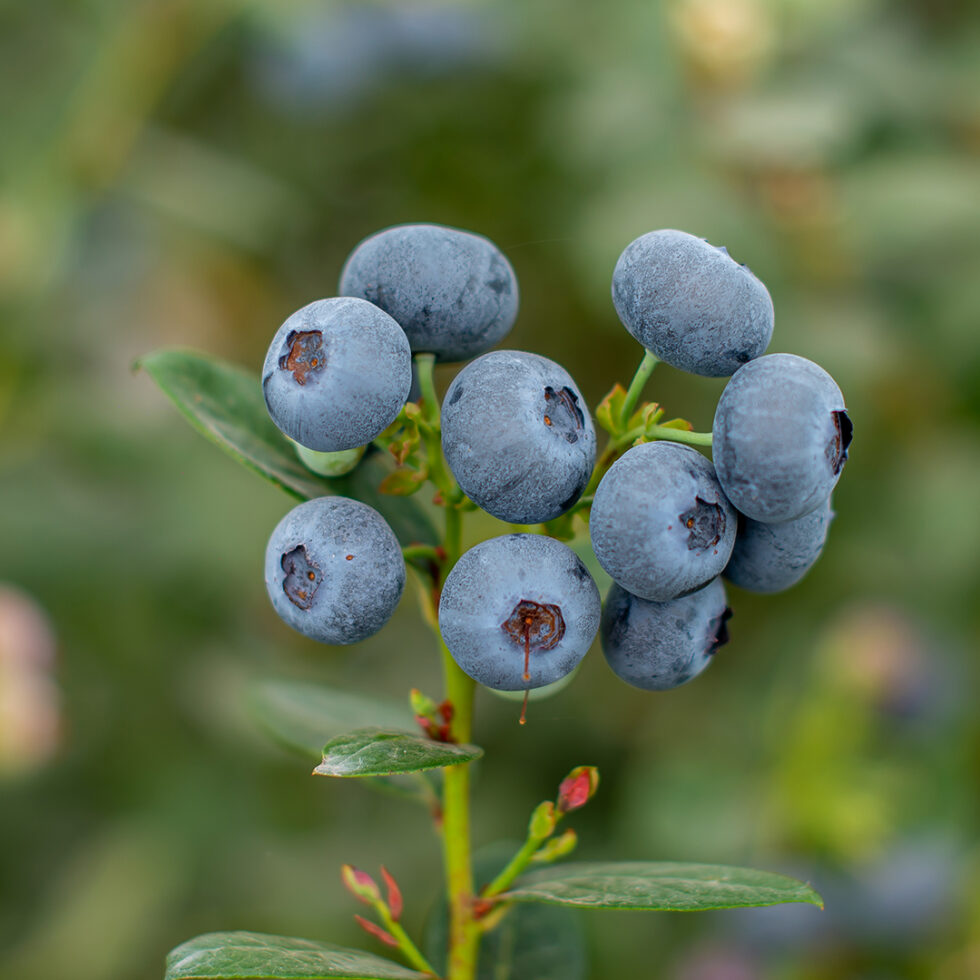 Blueberries - Berries Paradise
