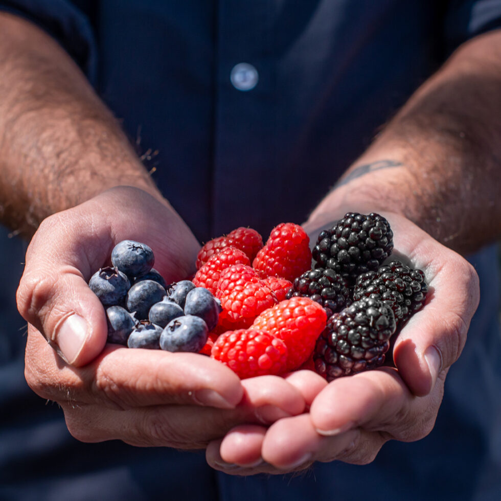 Home - Berries Paradise