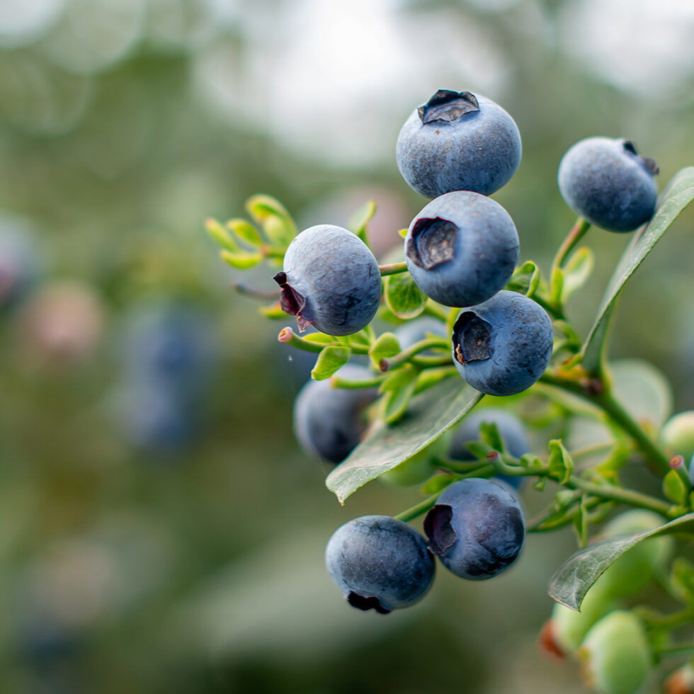 Inicio - Berries Paradise