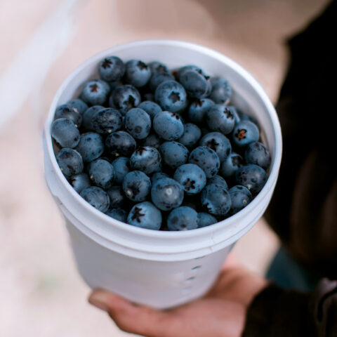 Jumbo - Berries Paradise